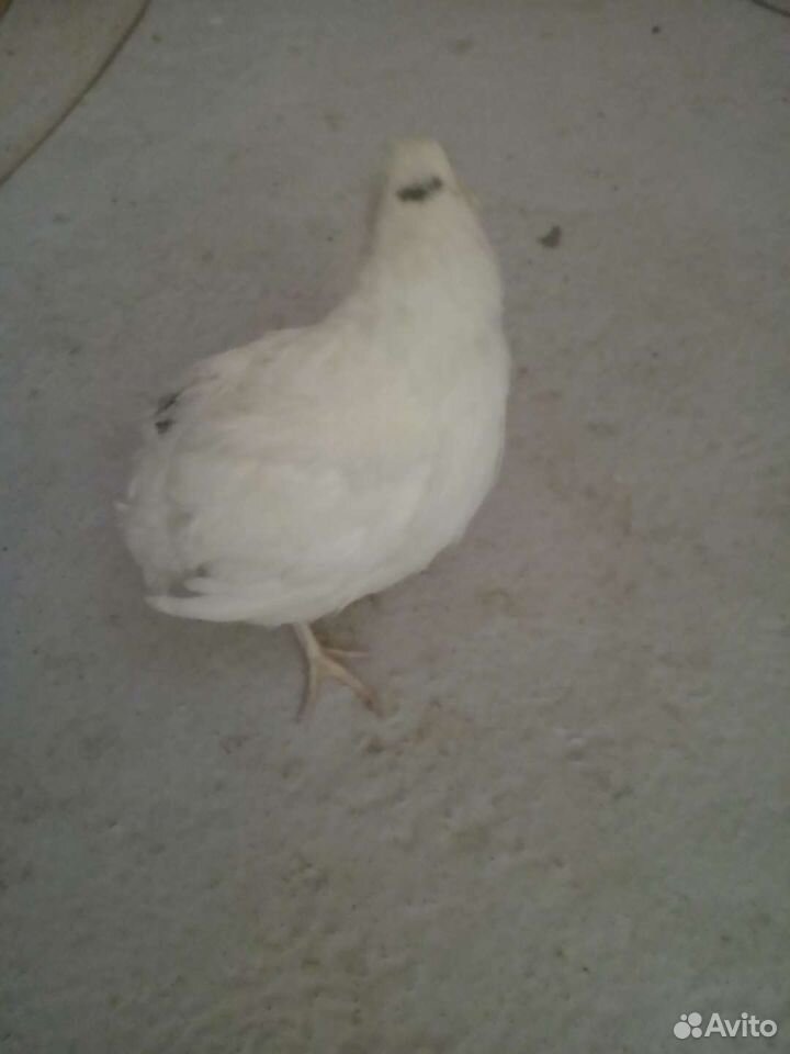 Петух перепела техаса