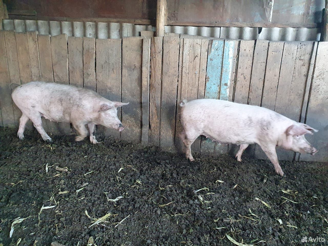 Супоростные свинки