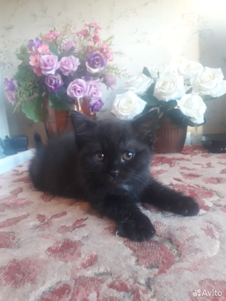 Котенок в добрые руки