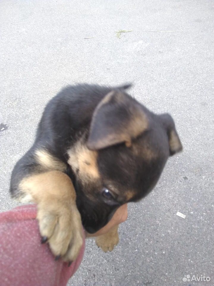 Щенок в дар