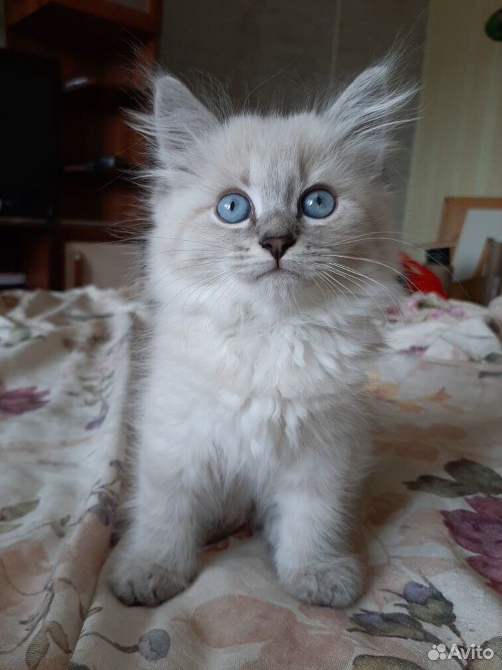 Невская маскарадная кошечка