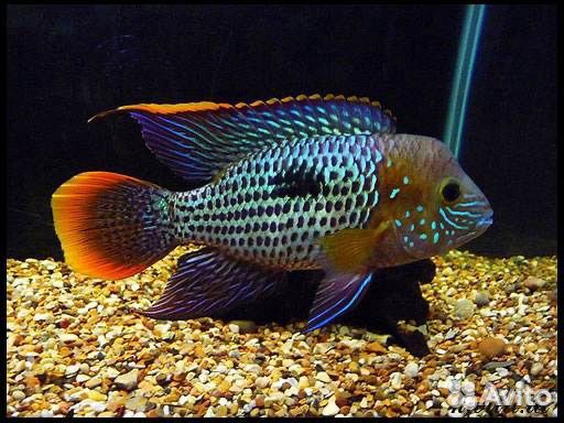 Акара бирюзовая цихлиды американцы