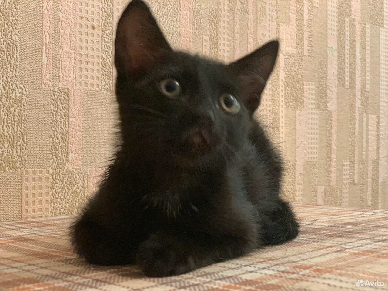 Котёнок девочка бесплатно