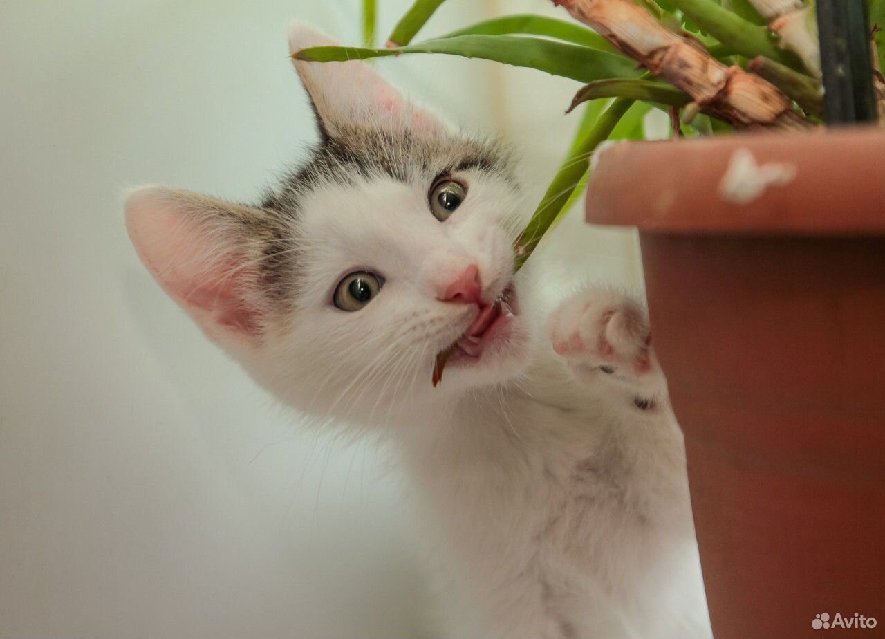 Котёнок Беляш 2 мес