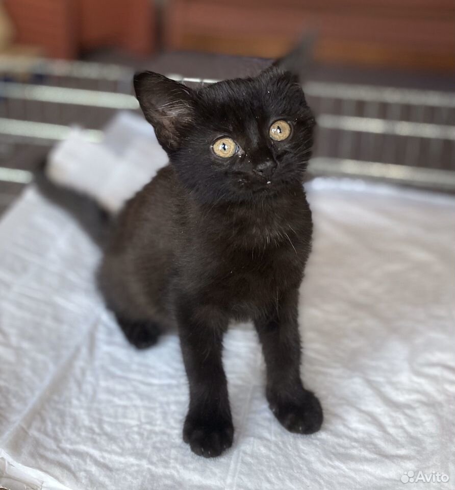 Котенок Бэтмен ищет дом