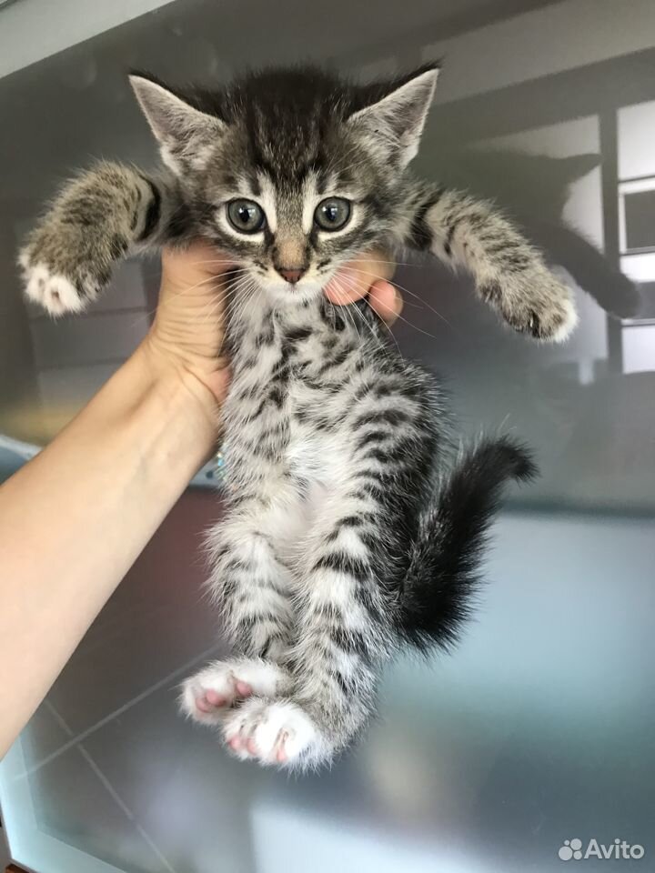 Котёнок, меньше месяца. Игривый любознательный. На