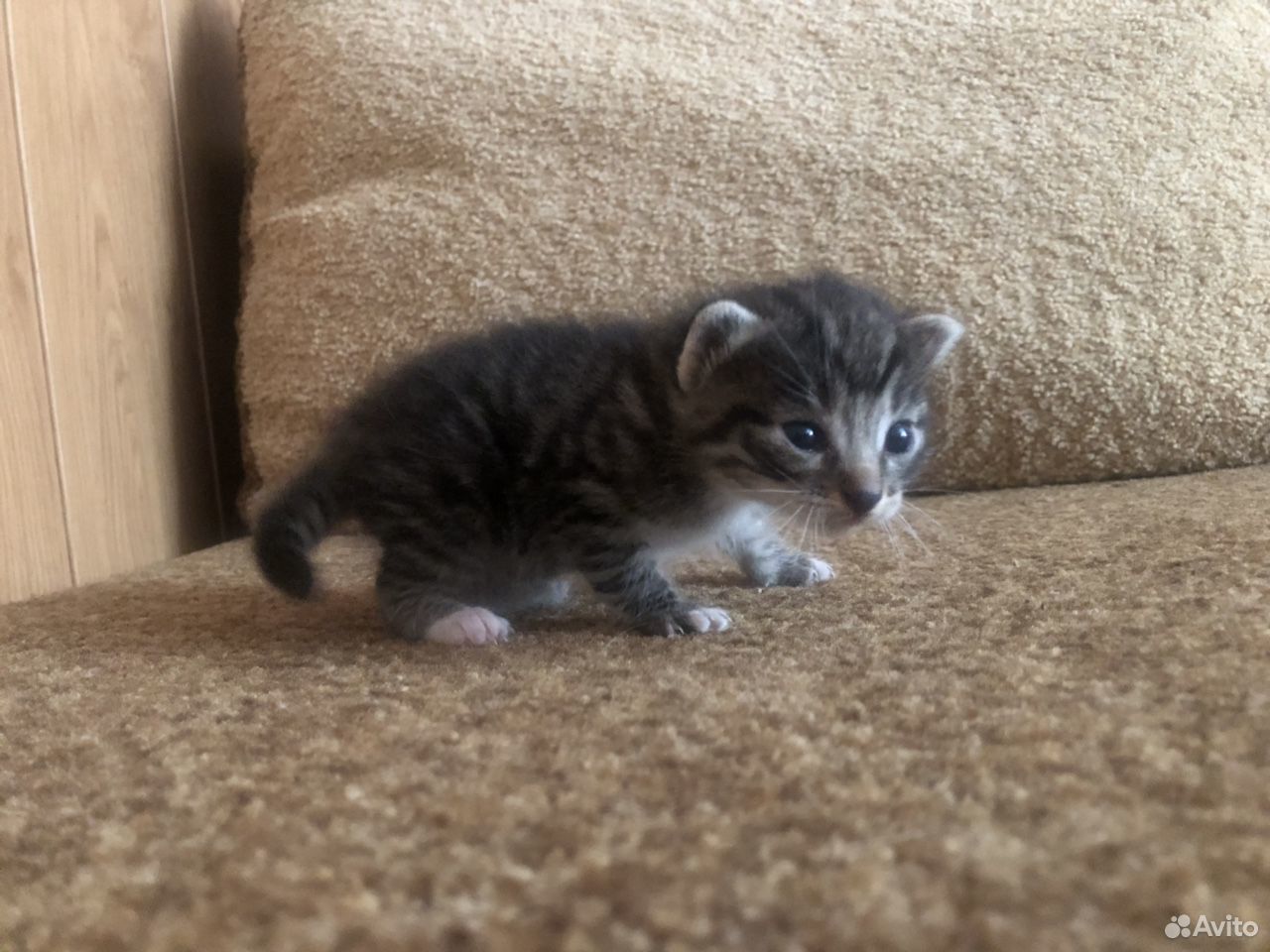 Котёнок в добрый руки