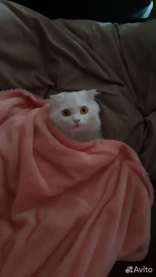 Леха