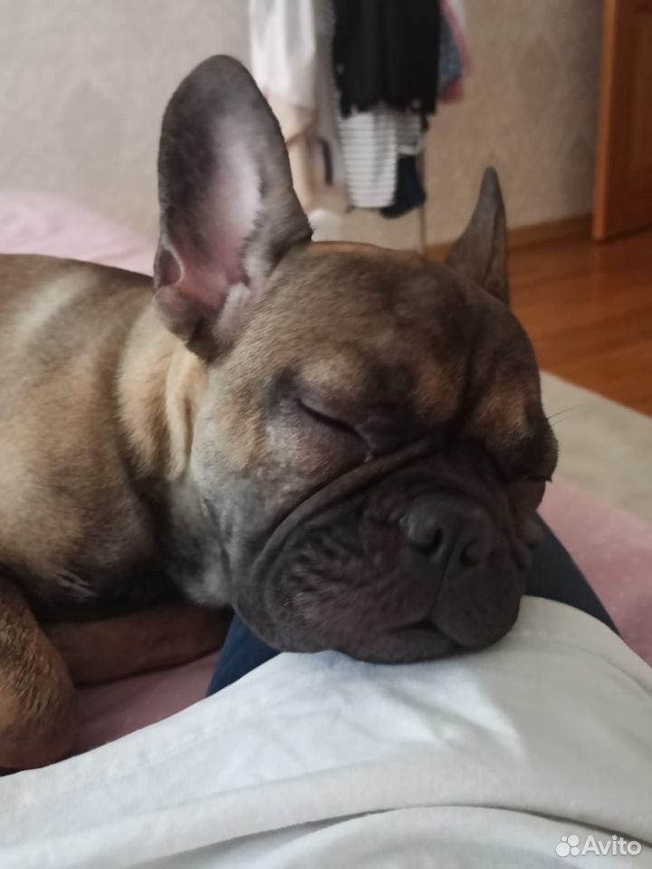 Французский бульдог