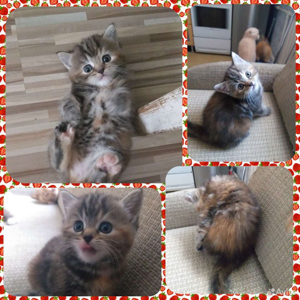 Шотландские котята