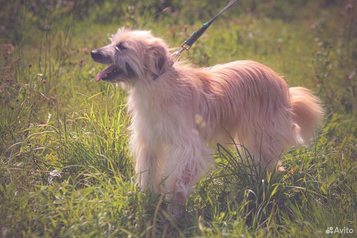 Молодая красавица- попрыгушка Симона в дар