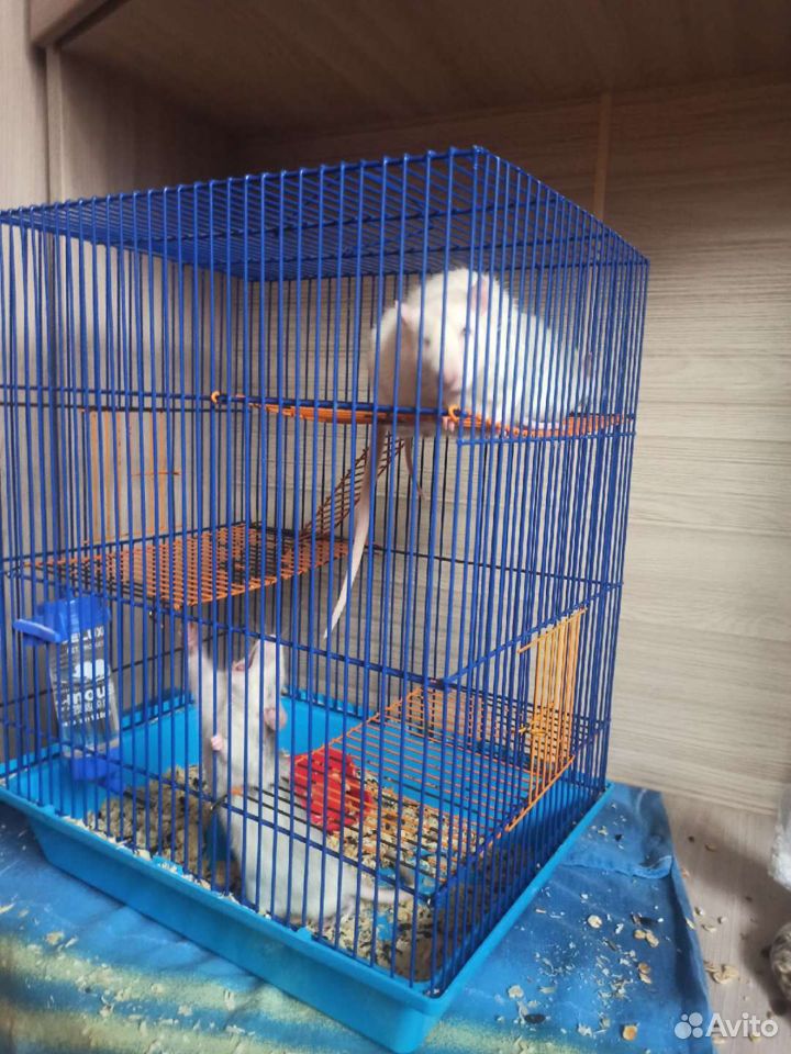 Крыски Дамбо