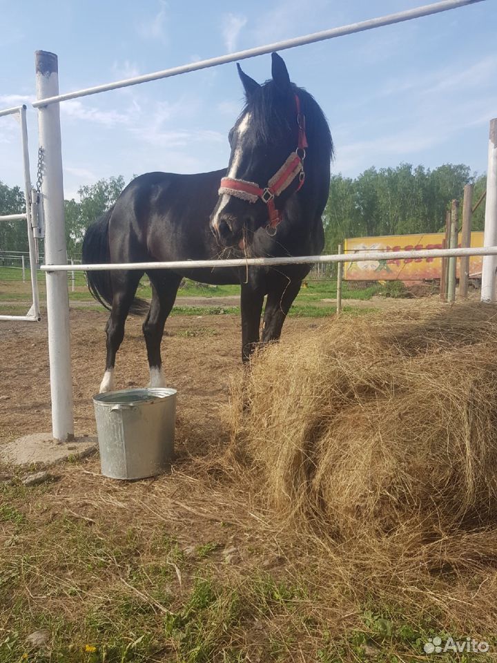 Жеребец орловской породы