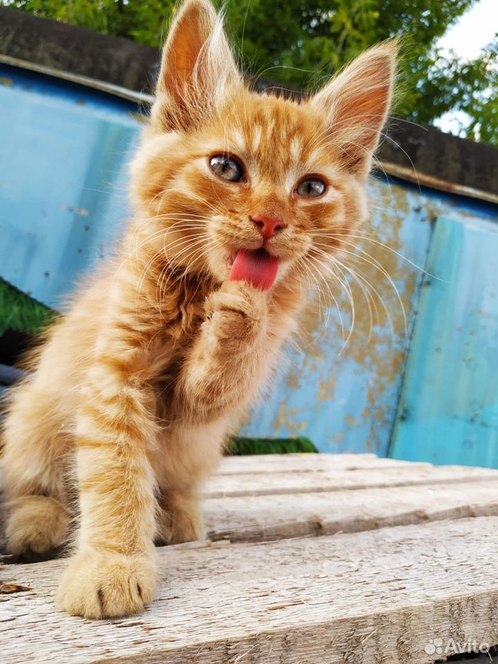 Котёнок Гав