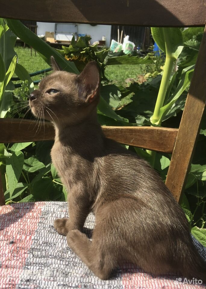 Котики Европейской Бурмы