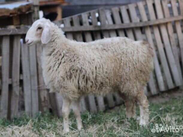 Баран Эдильбаевские