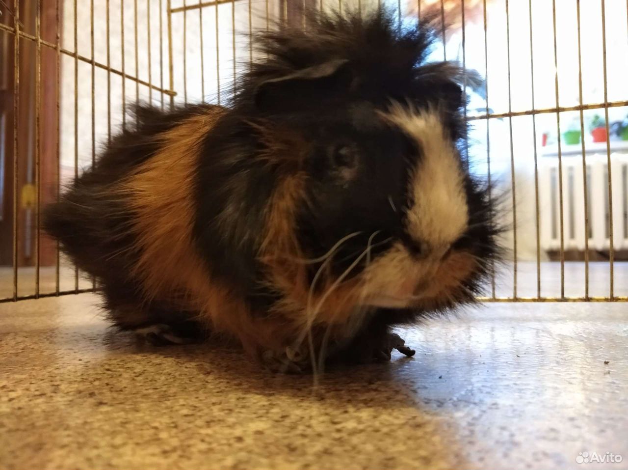 Морская свинка абсолютно бесплатнно