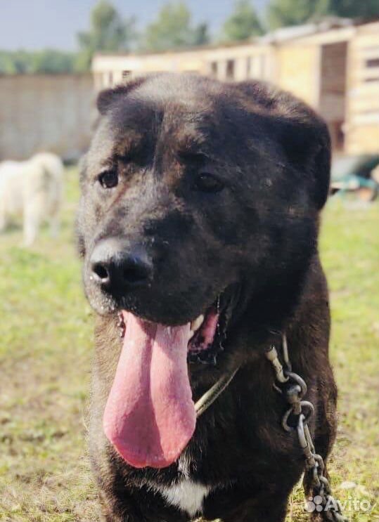 Среднеазиатская овчаркаг