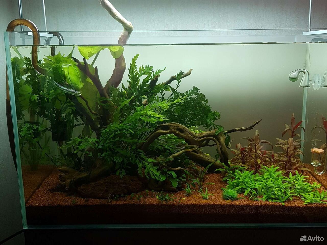 Аквариумные растения