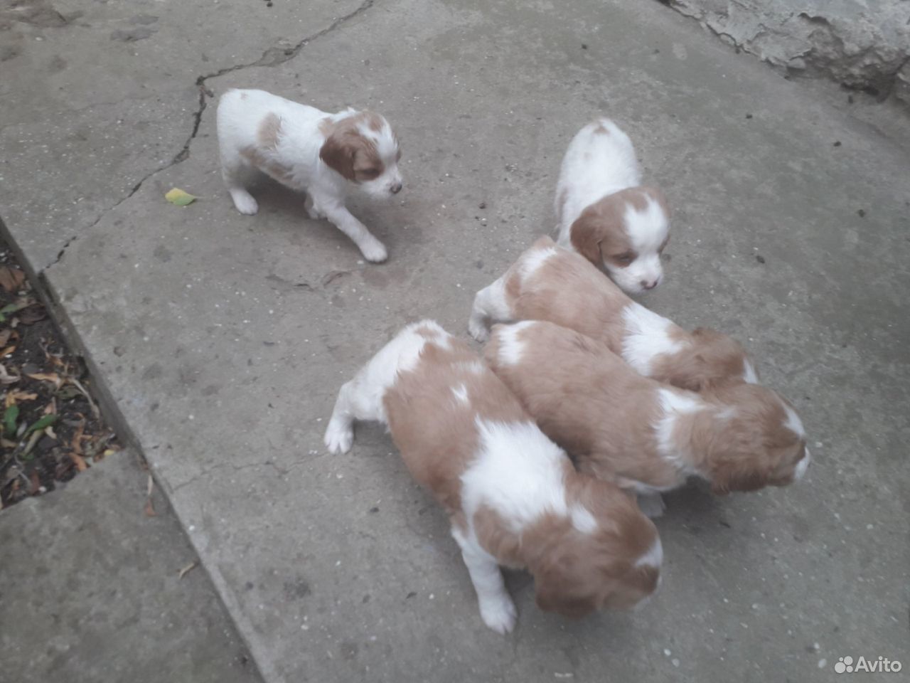 Щенки Бретонский эпаньоль