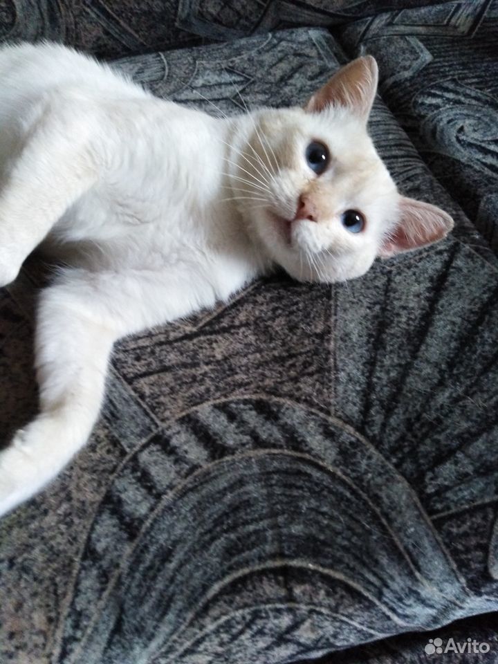 Дом котику