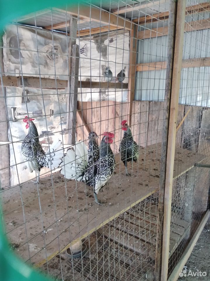 Куры сибрайт