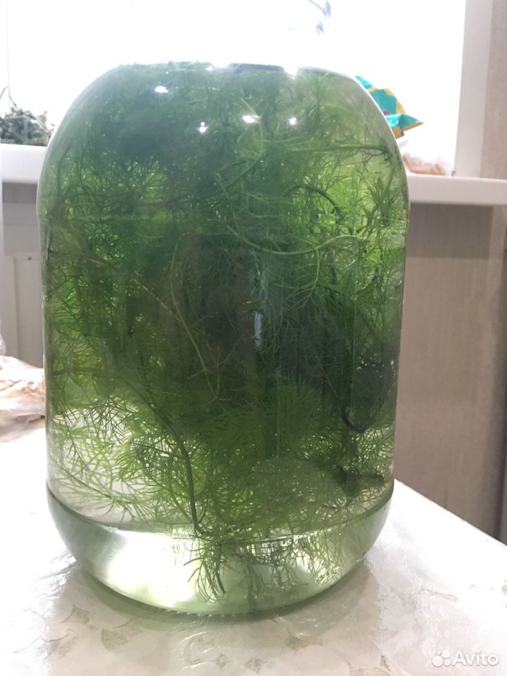 Мириофиллум (перестолистник зелёный)