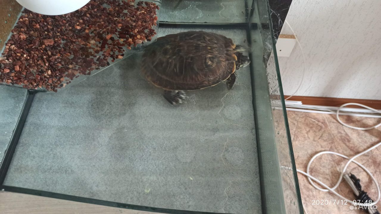 Продам водоплавающую черепаху с аквариумом
