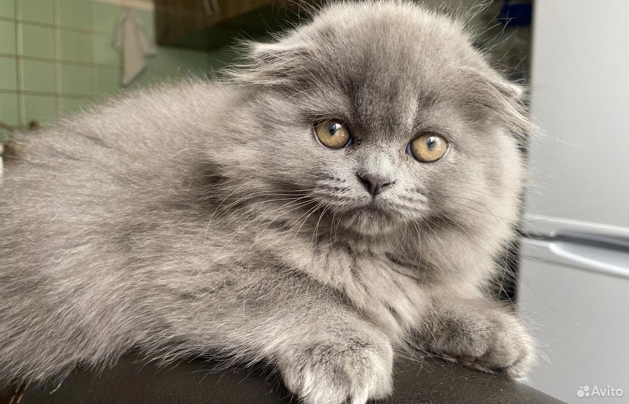 Продаётся котёнок 3 месяца