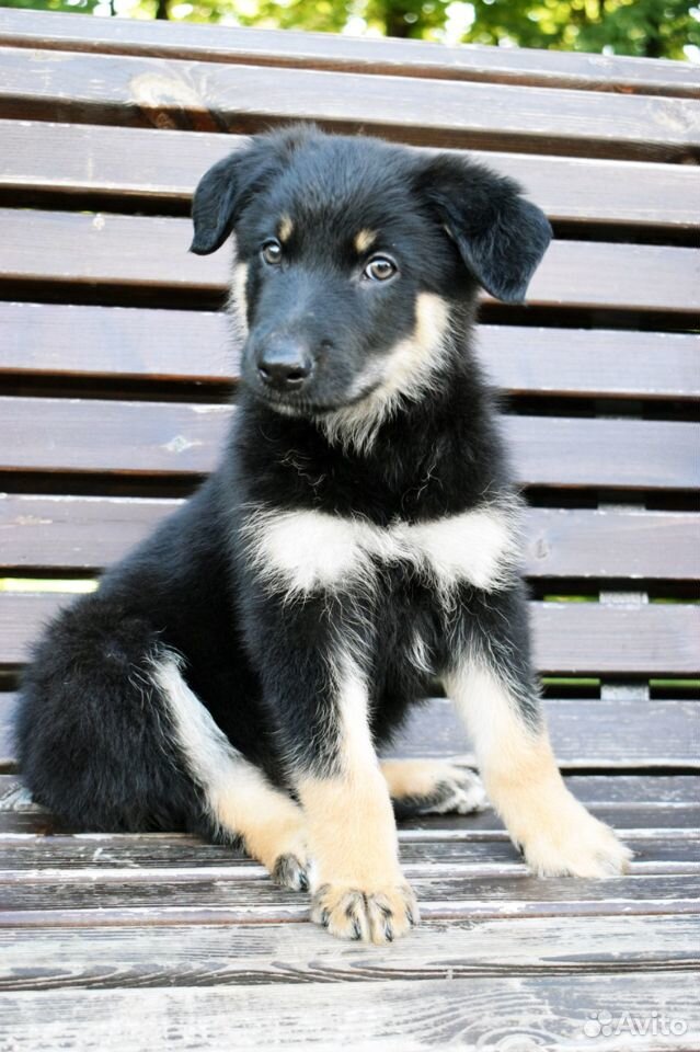 Щенок Каспер 3 мес