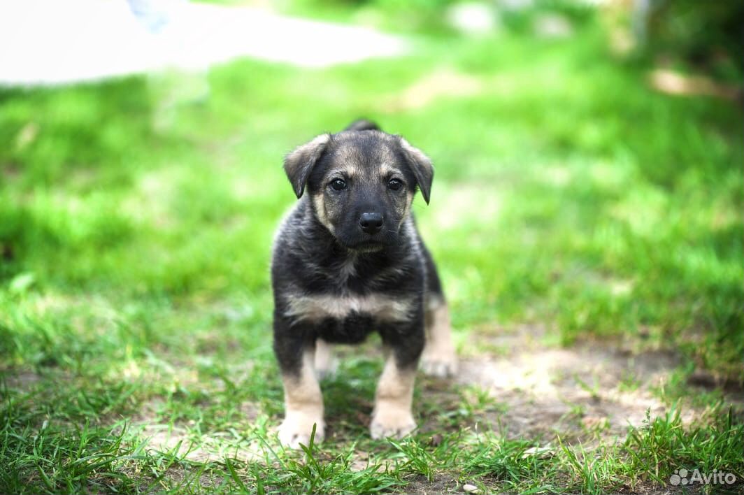 Мартин в дар