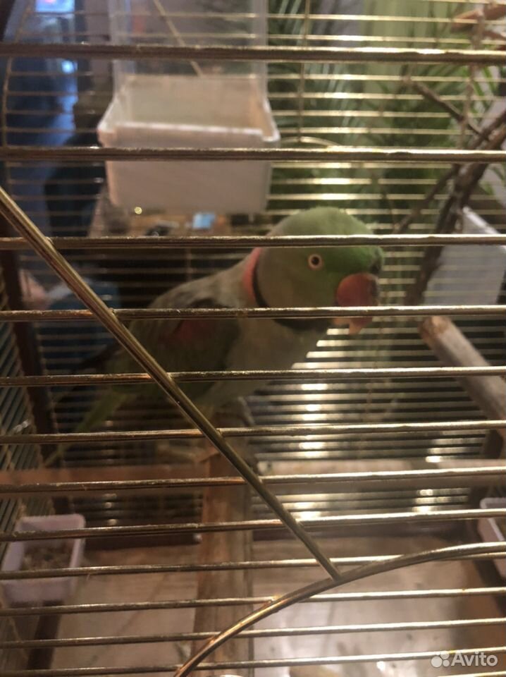 Александрийский попугай с клеткой