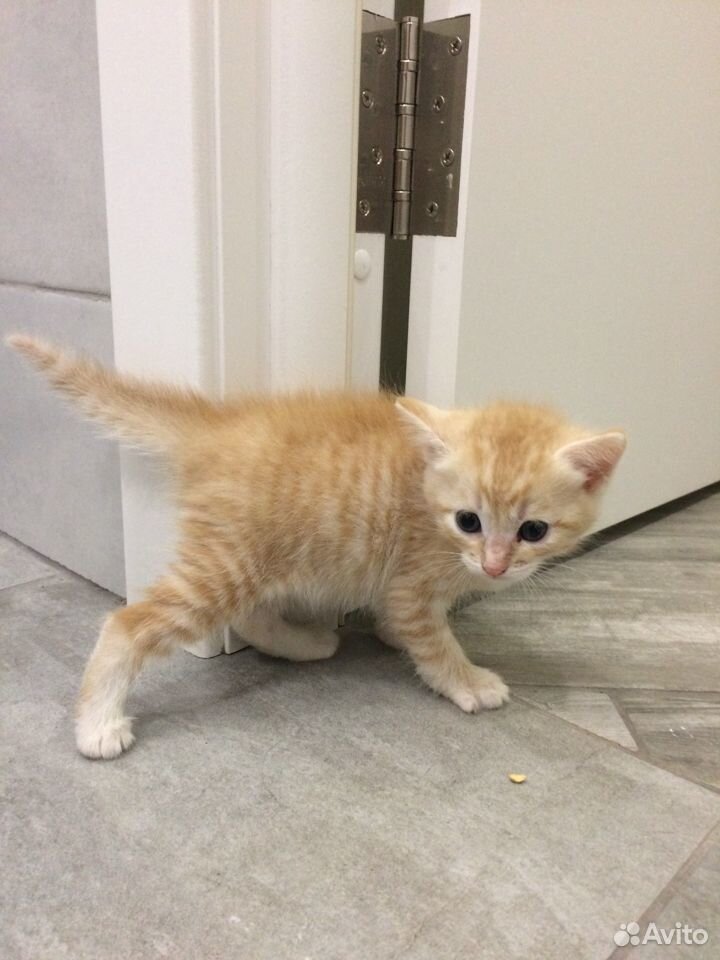 Котёнок рыжий