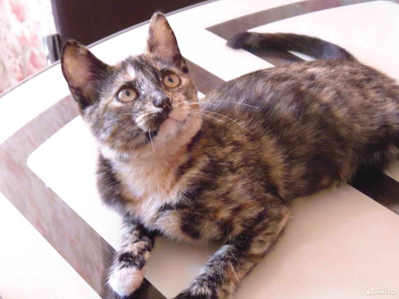 Кошка Шанти