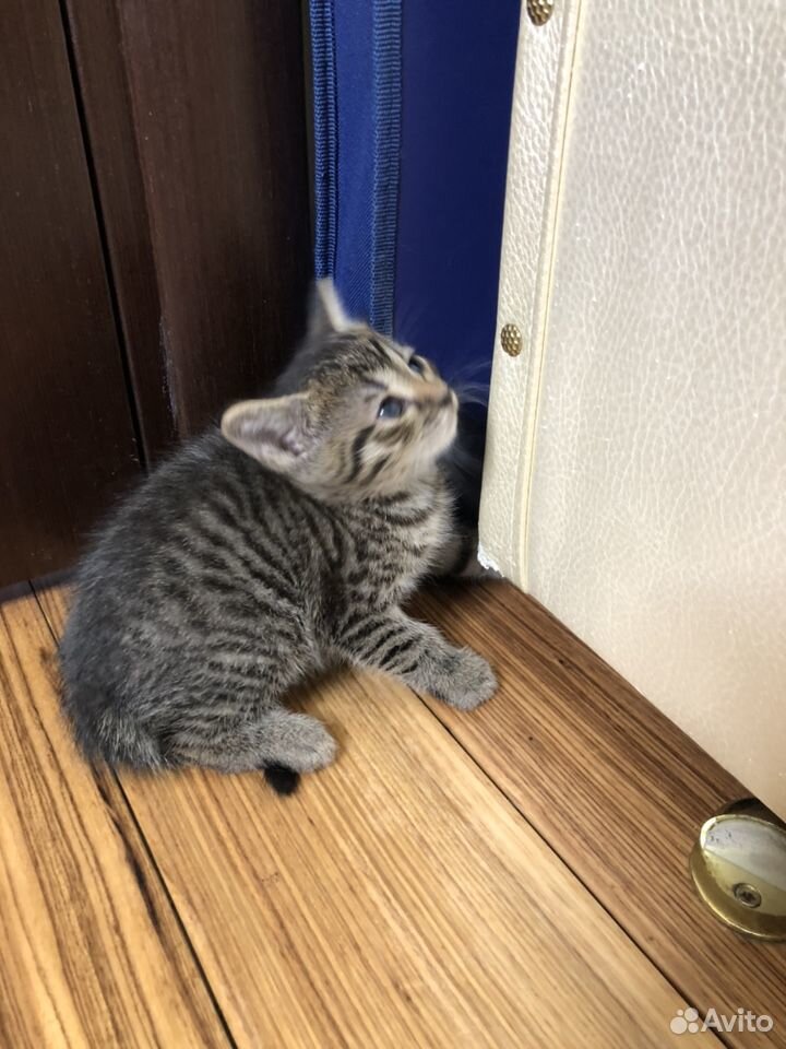 Отдам котёнка в самые добрые руки