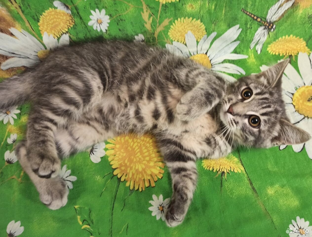 Мишанька ищет добрую семью