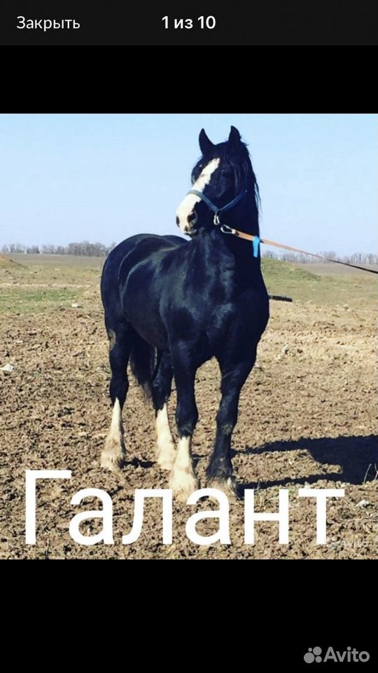 Владимирский Жеребчик