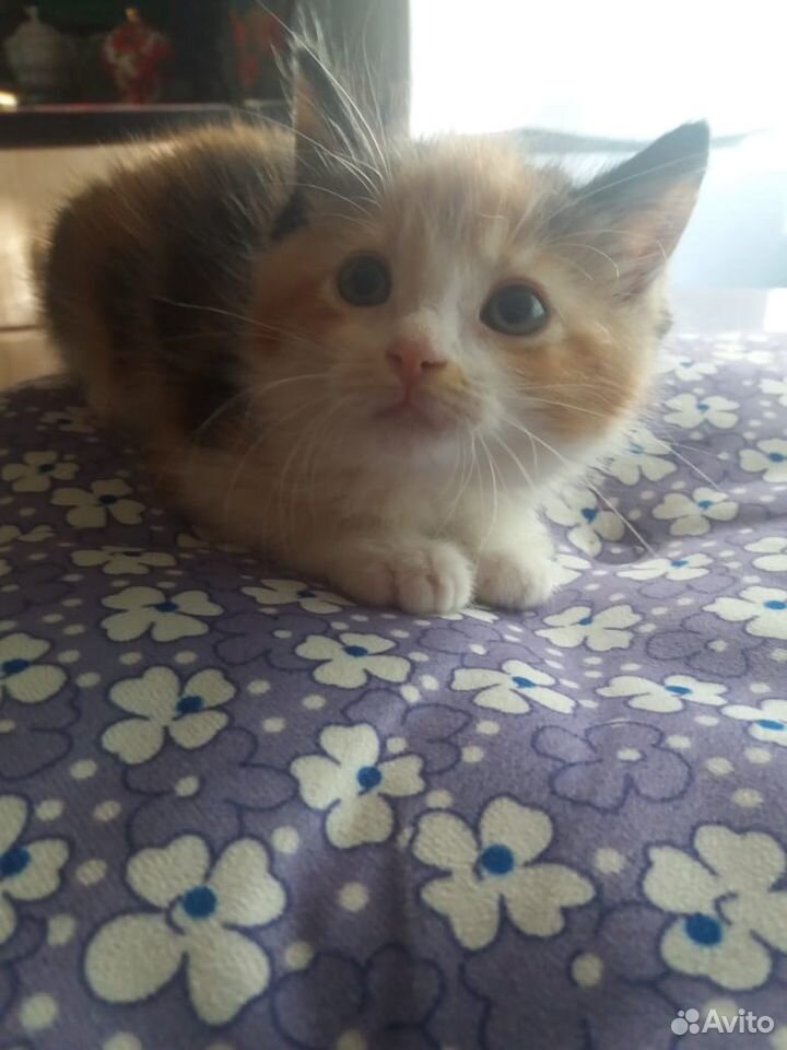Котята девочки в добрые руки