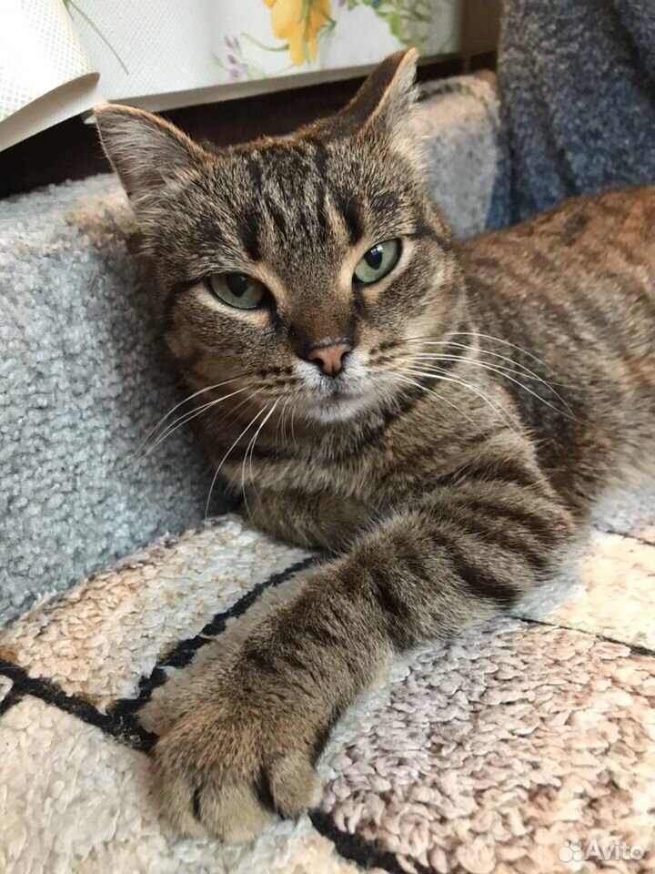 Кошка бесплатно