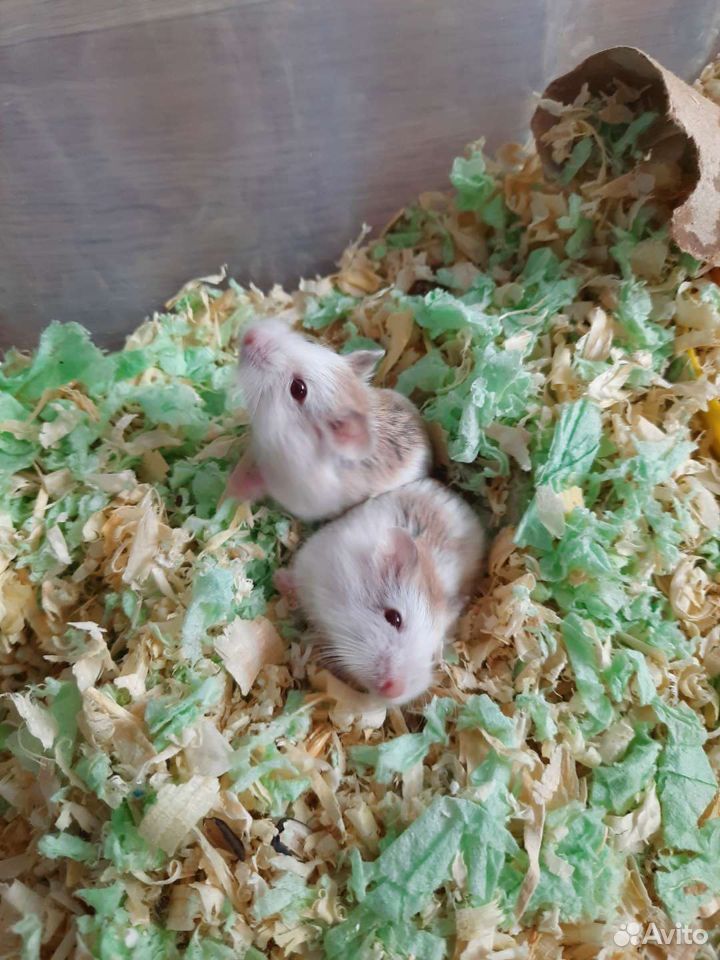 Хомяк Роборовского