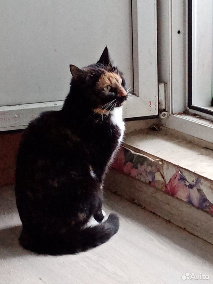 Кошка в добрые руки