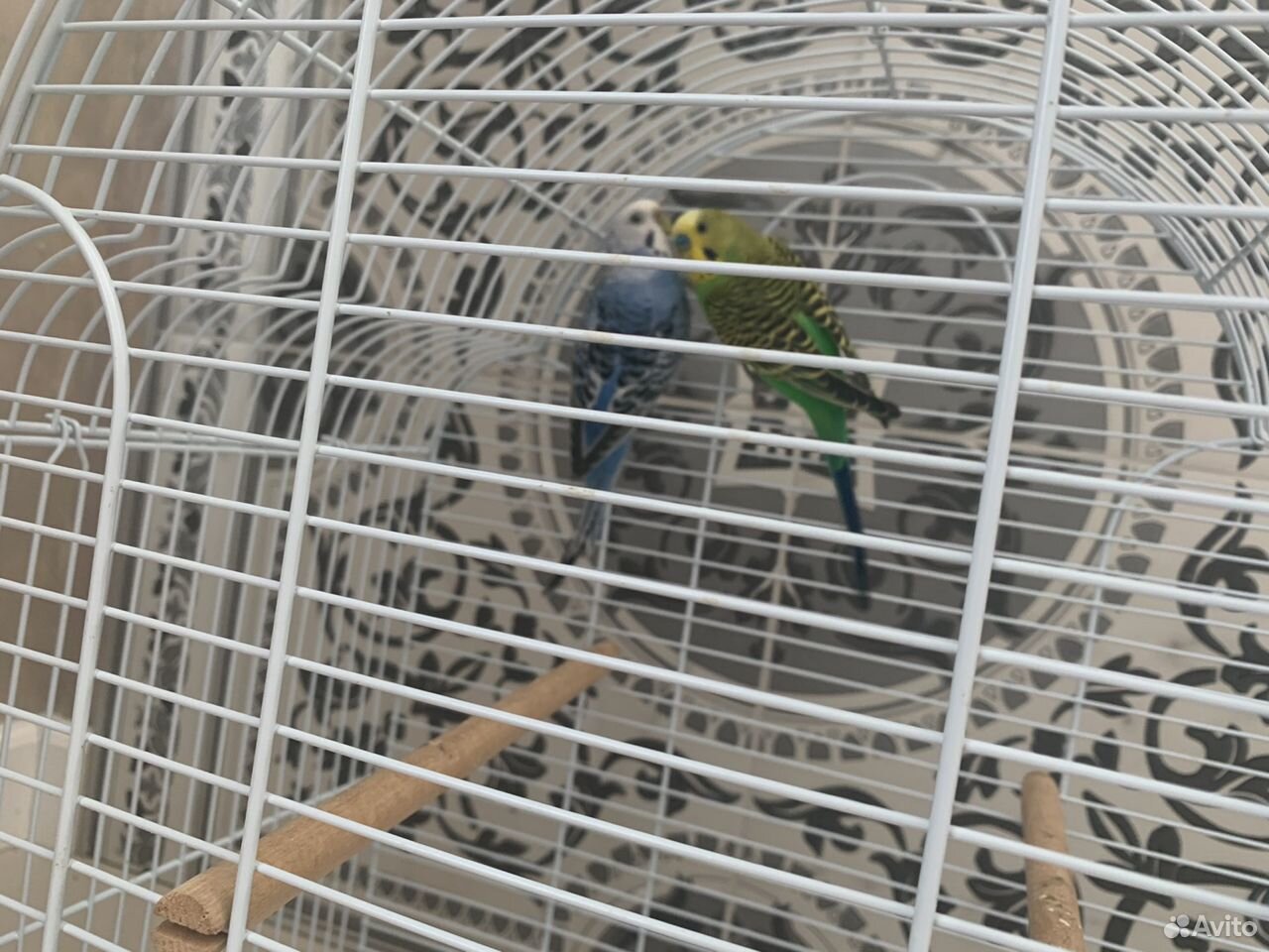 Попугаи с клеткой