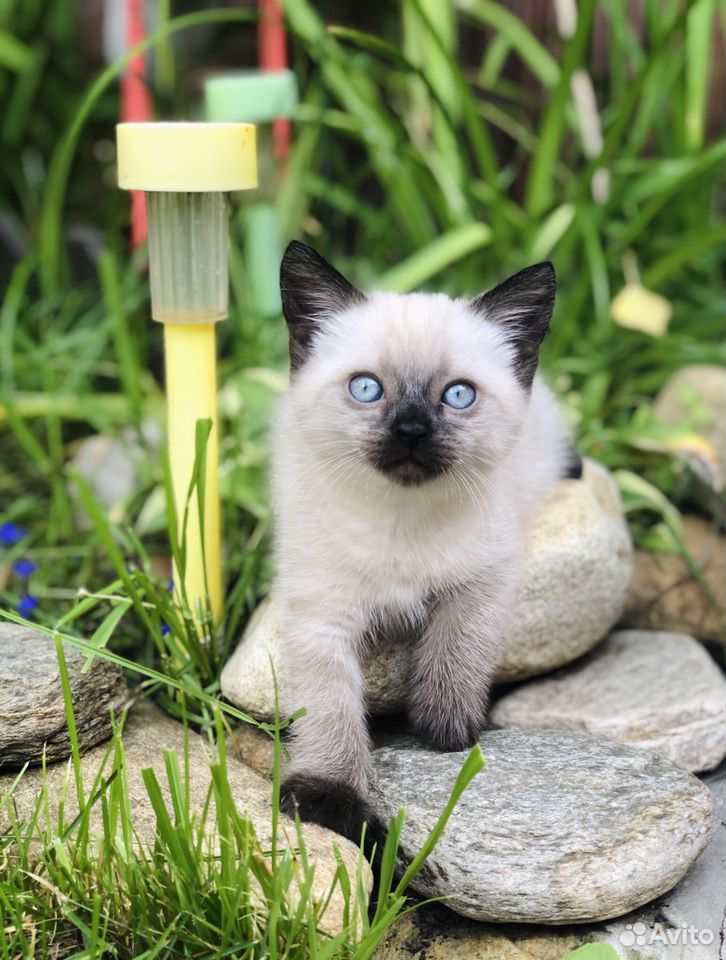 Голубоглазое чудо