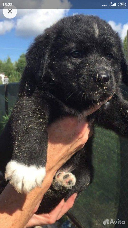 Щенок пончик 1,5 месяца