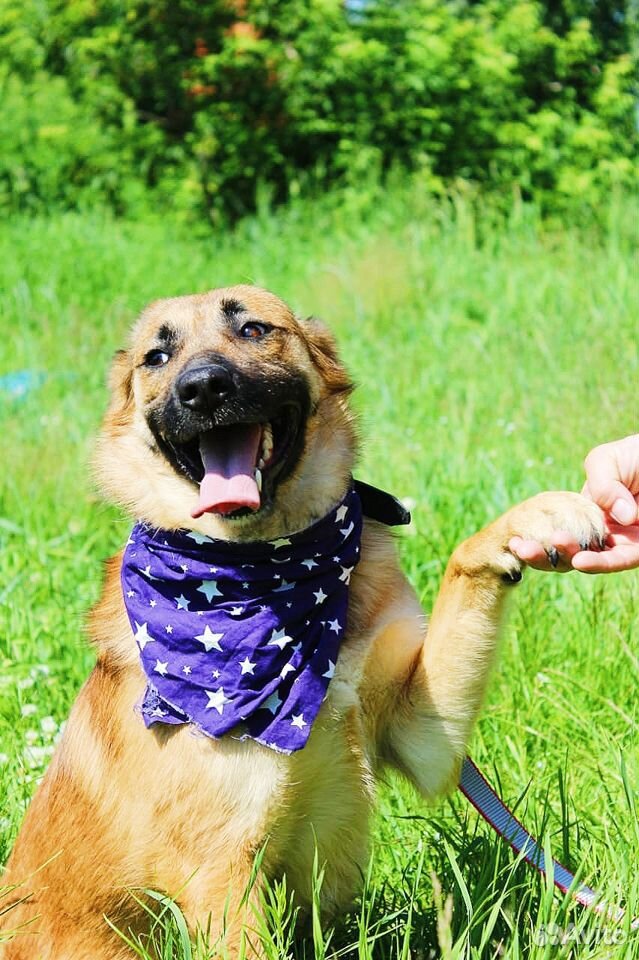 Отдам собаку Фокси