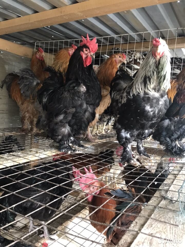 Курочки И Петушки брамаорловскиемосковские Чёрные