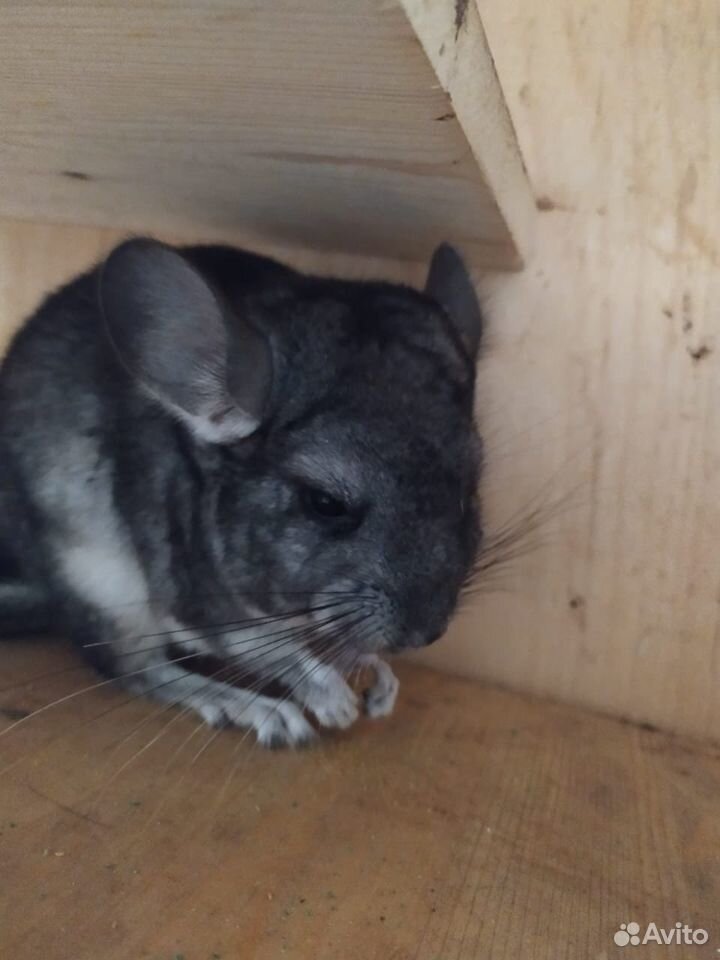 Шиншиллята