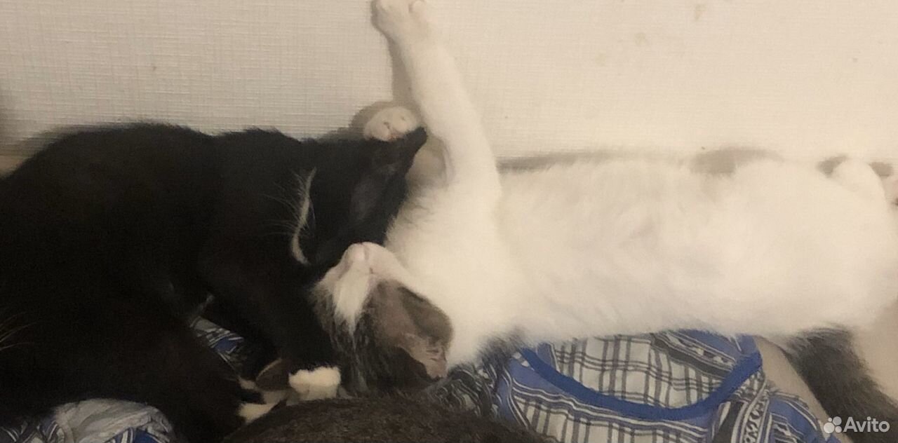 Котята 6 и 7 месяцев (мальчики)