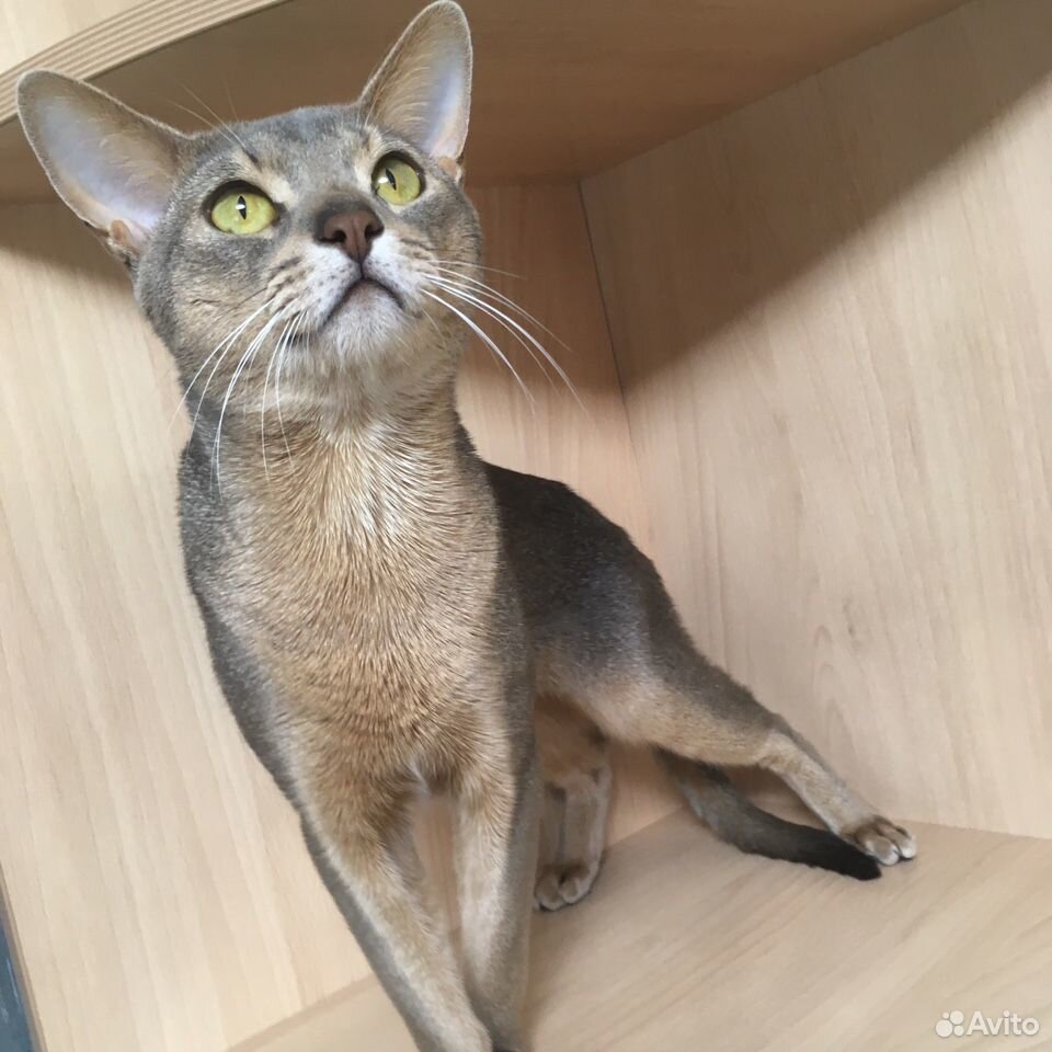 Кот Абиссинец, вязка, с родословной, документами