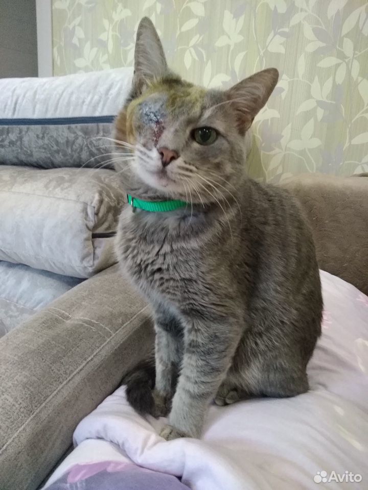 Кот мышелов ищет дом